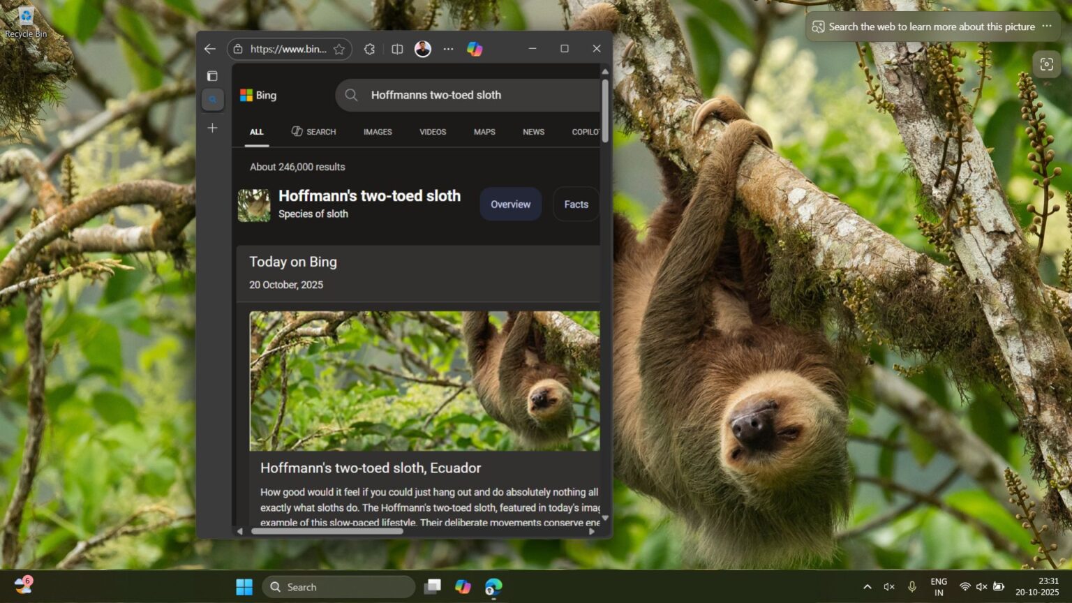 Windows 11's Bing Wallpaper app opens Bing.com if you click anywhere on ...